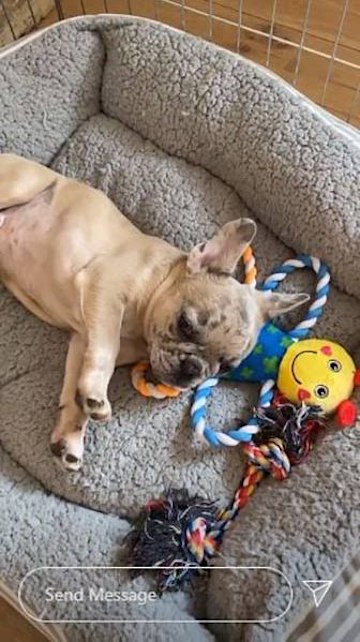 Gordon Ramsay secretly welcomes new family member | HELLO!