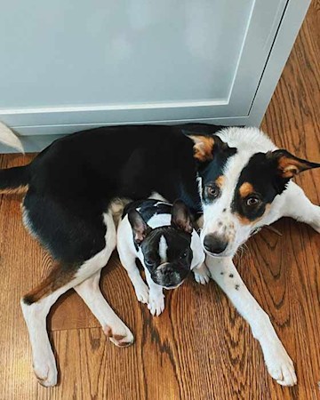 Reese Witherspoon melts hearts with adorable new family member | HELLO!