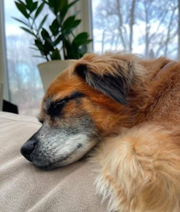 GMA's Robin Roberts shares new glimpse inside country mansion with ...