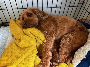 BBC Breakfast's Dan Walker shares upsetting family news following ...