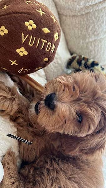 Romeo Beckham renders fans speechless after welcoming adorable 'baby ...