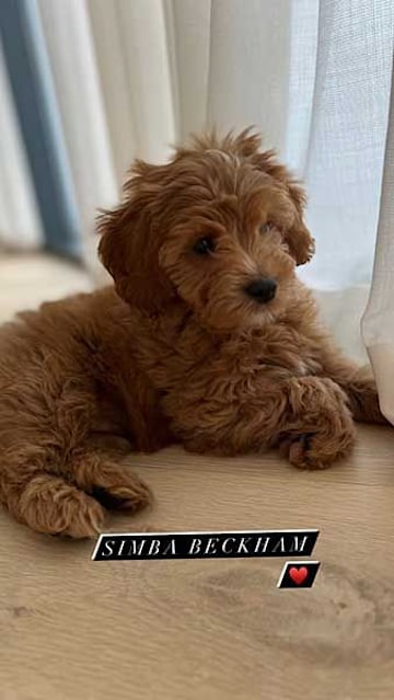 Romeo Beckham renders fans speechless after welcoming adorable 'baby ...