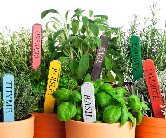 Tips for cooking with fresh herbs and keeping them fresh | HELLO!