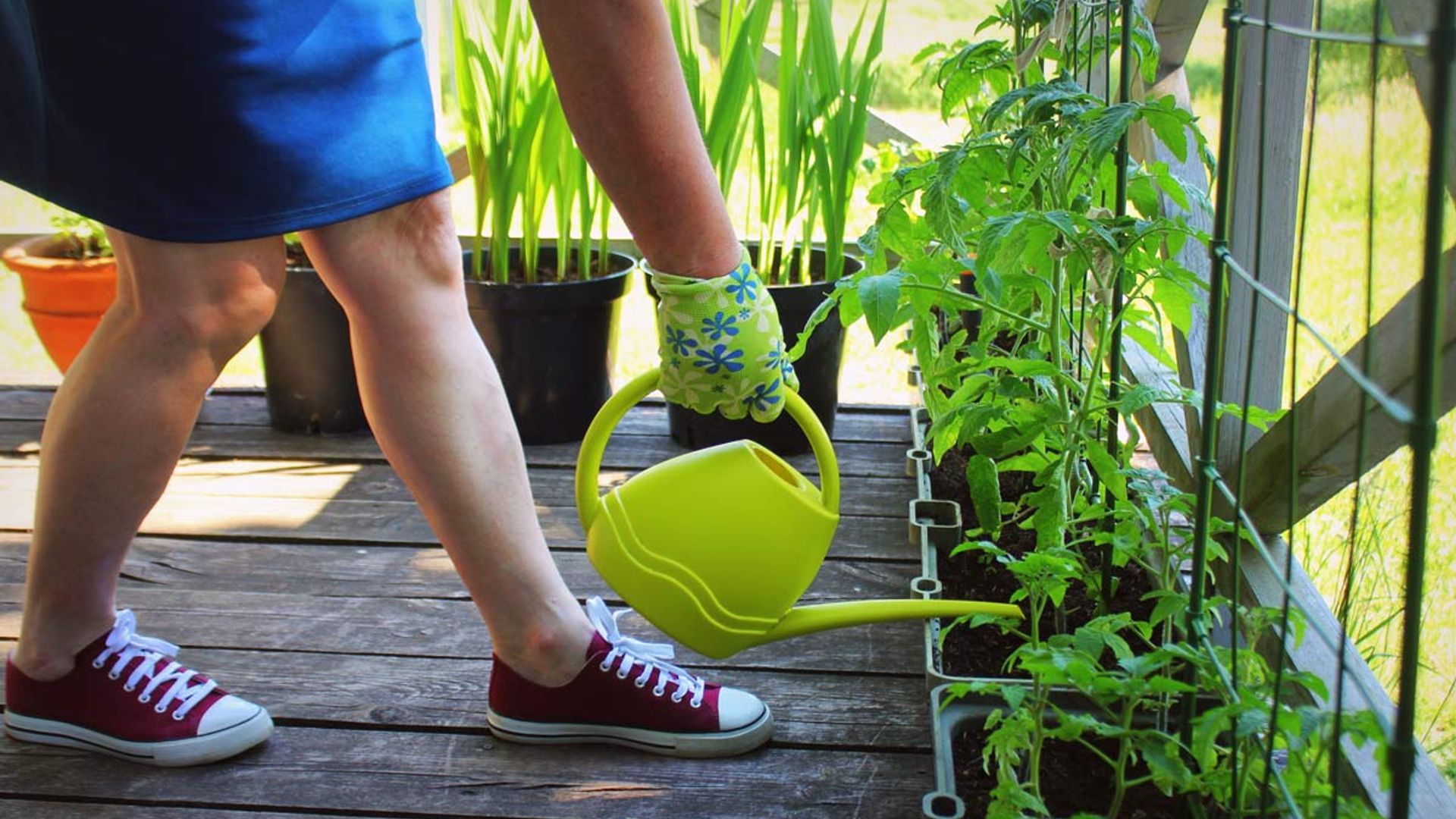 How to grow your own fruit and vegetables at home: From potatoes to ...