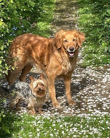 Gardener's World: Meet Monty Don's adorable dogs | HELLO!