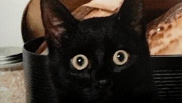 What happened to cat killer Steven Bouquet after his arrest? | HELLO!