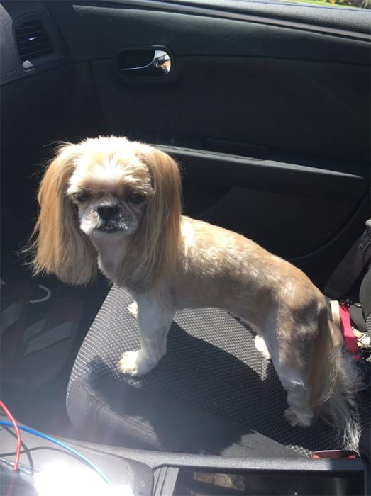 Proof that you should never scrimp on getting your haircut (even if you ...