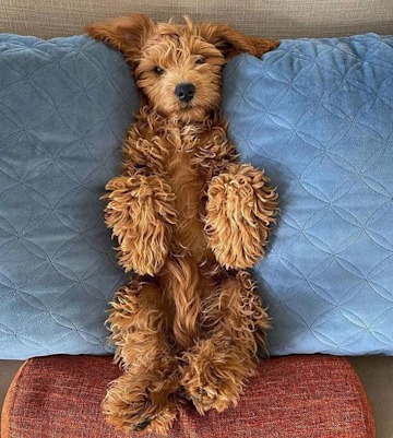 Furry Friends! Jennifer Aniston, Matthew Perry & more's cutest dog ...