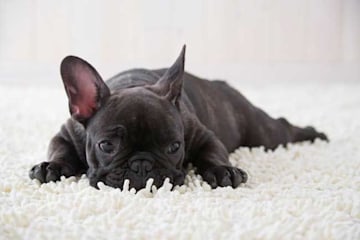 Emotional support animals: 5 affectionate dog breeds to combat ...