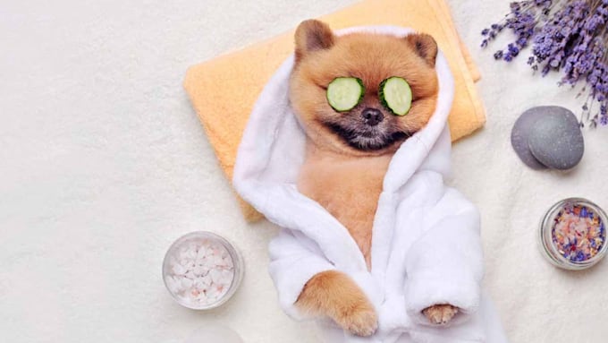 10 most spoiled dog breeds in the UK revealed | HELLO!