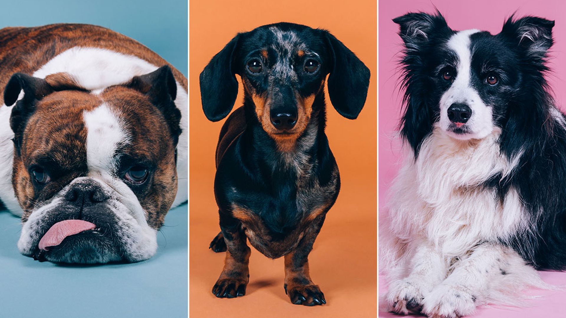 Most popular dog breed names in 2021 revealed | HELLO!