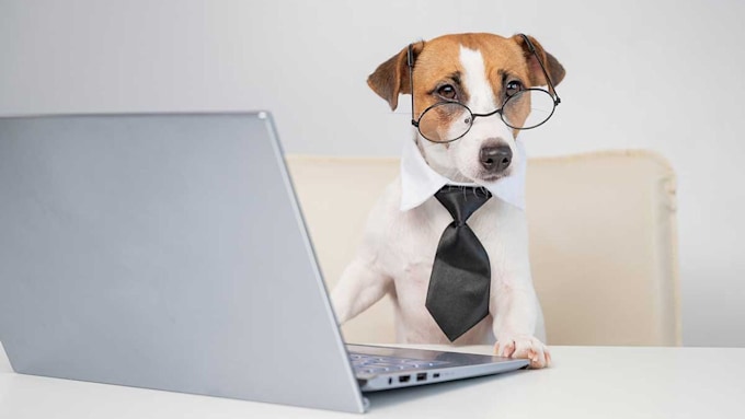 Best office-friendly dog breeds: Golden Retrievers, French Bulldogs and ...