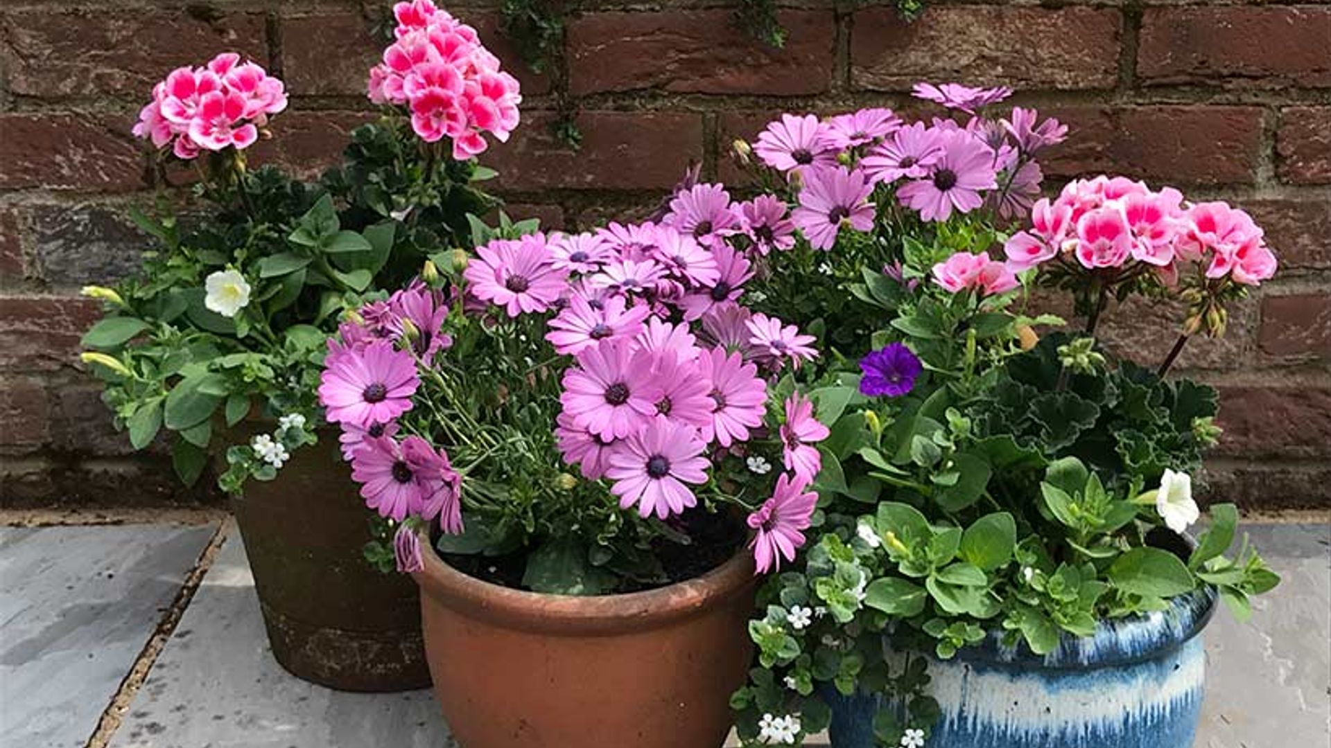 5 steps to planting last-minute patio pots this summer | HELLO!