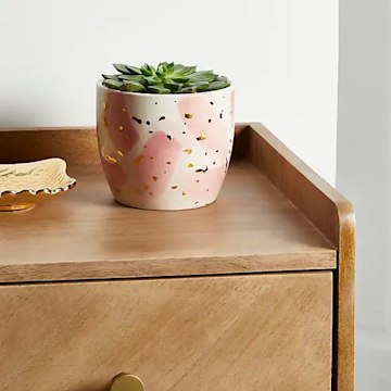 Best home office plants to brighten your working space & where to buy ...