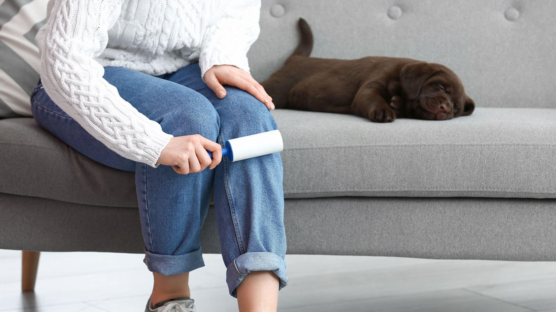 10 pet hair removers every dog owner needs: from vacuums to deshedding ...