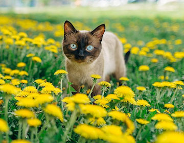 The cat that got the gram: 10 of the most Insta-worthy felines | HELLO!