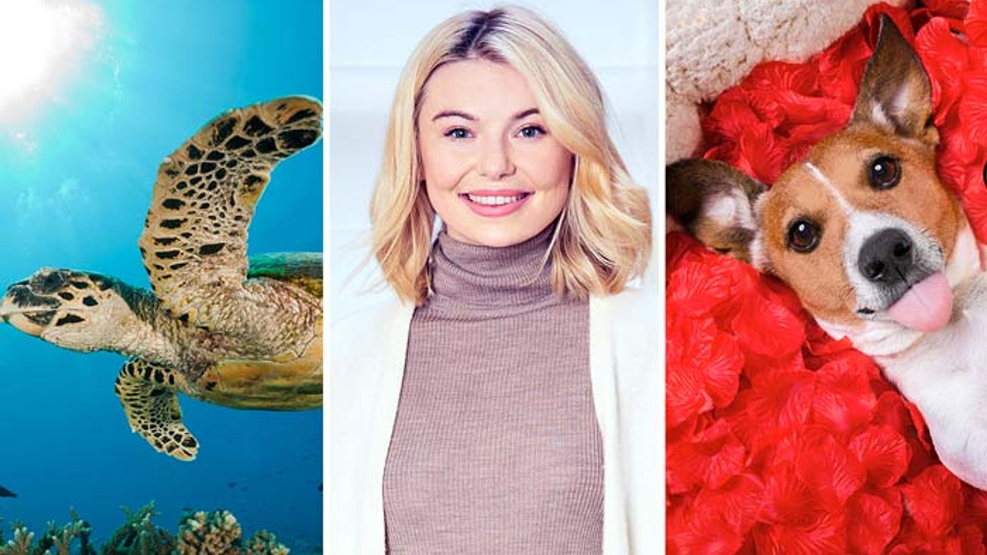 The latest good news stories that you’ve missed: from live-streaming ...