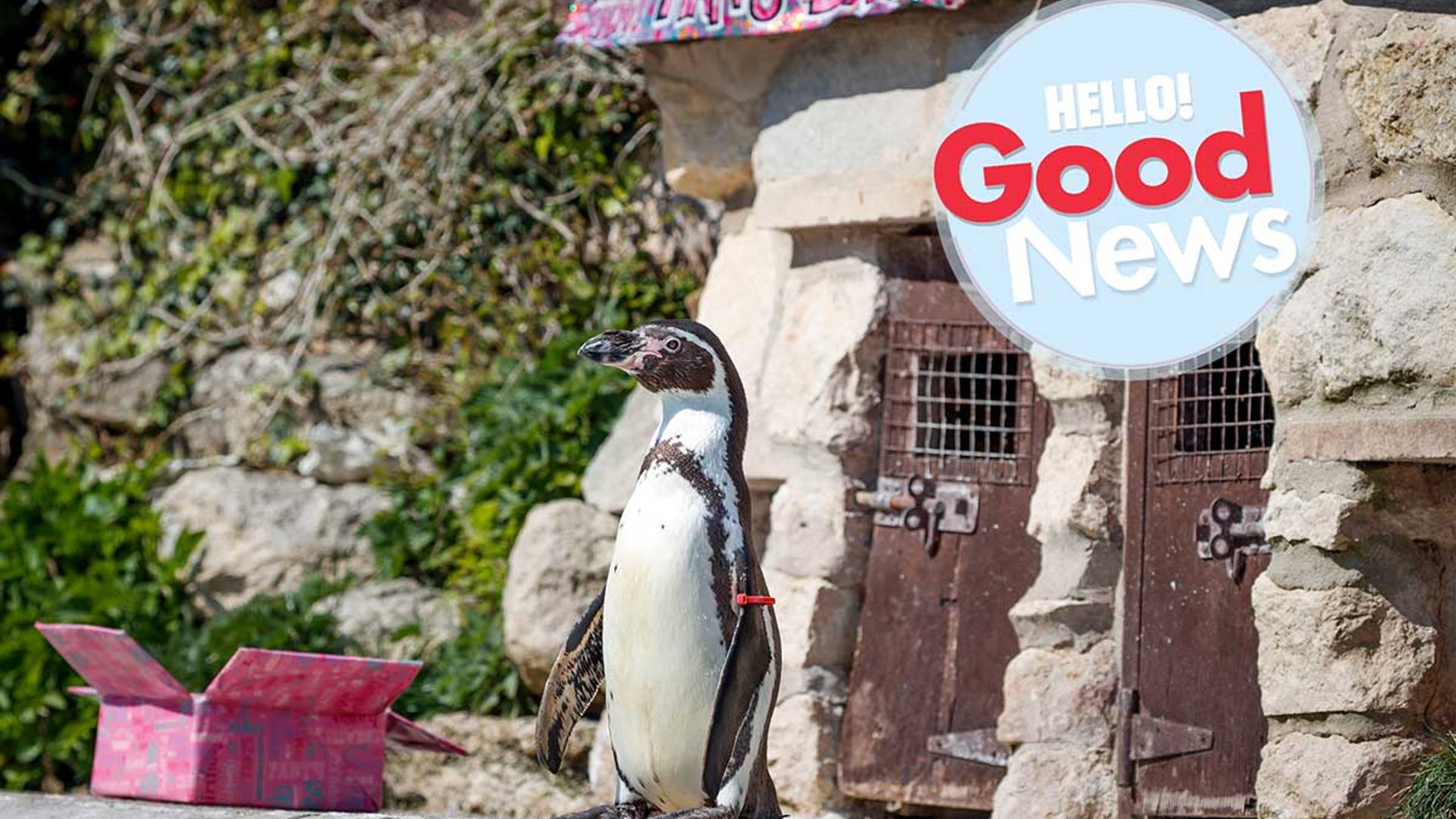 UK's oldest penguin Rosie the Humboldt celebrates her 30th birthday ...