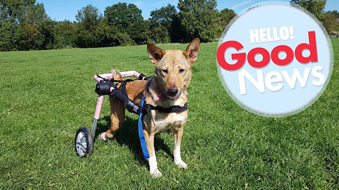 A centre for disabled dogs is due to open this year in the UK – and it ...