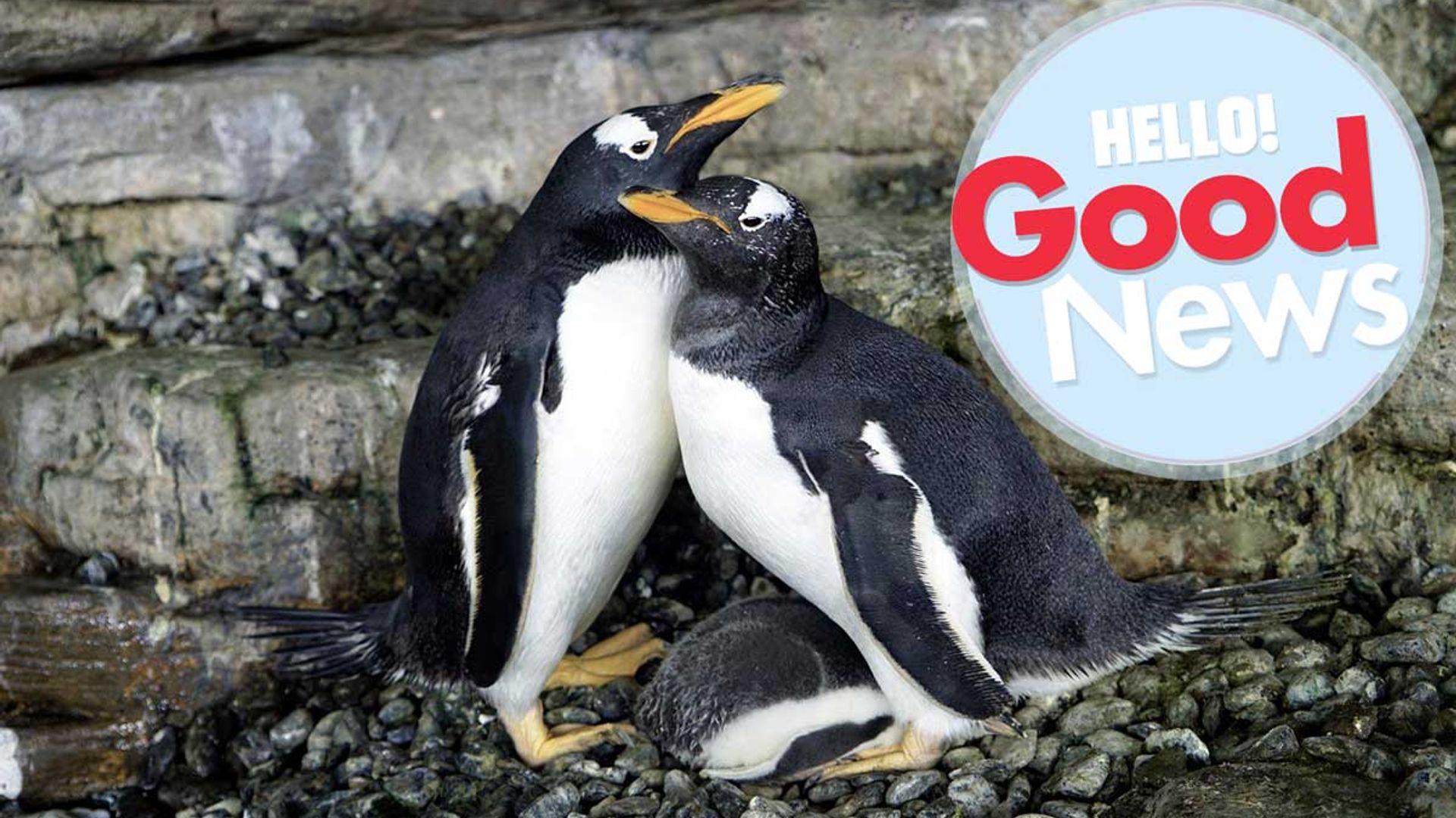 Female penguins become new mums after hatching a chick together | HELLO!
