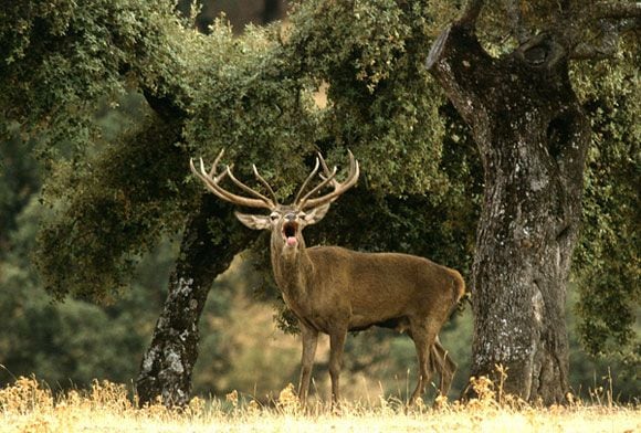 Spanish deer-watching in the autumn rutting season | HELLO!
