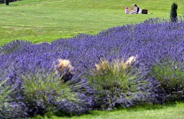 Top 5 spring flower fields and gardens in the UK | HELLO!