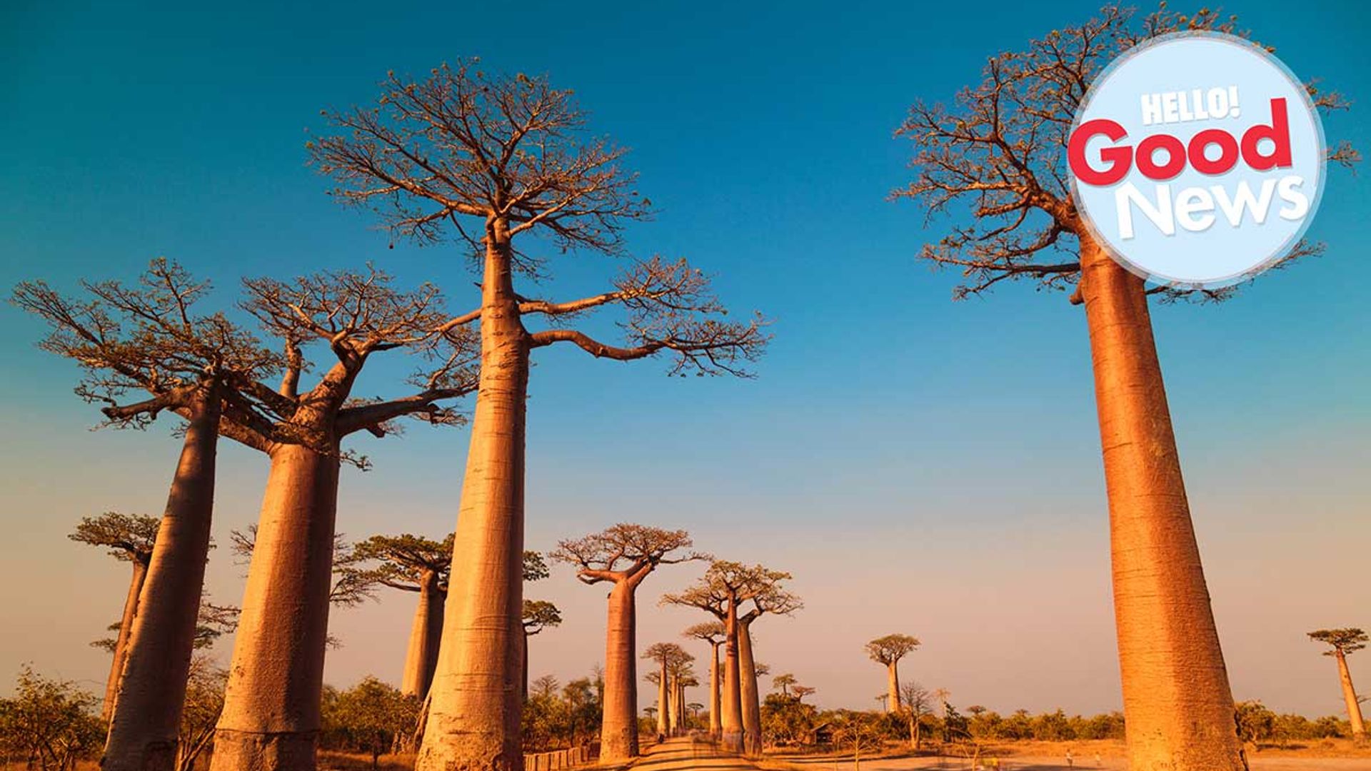 Madagascar to plant 60 million trees to help fight climate change | HELLO!