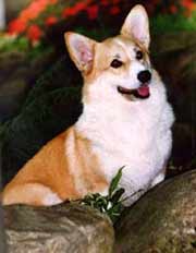 THE QUEEN BREEDS A NEW TYPE OF ROYAL CORGI | HELLO!